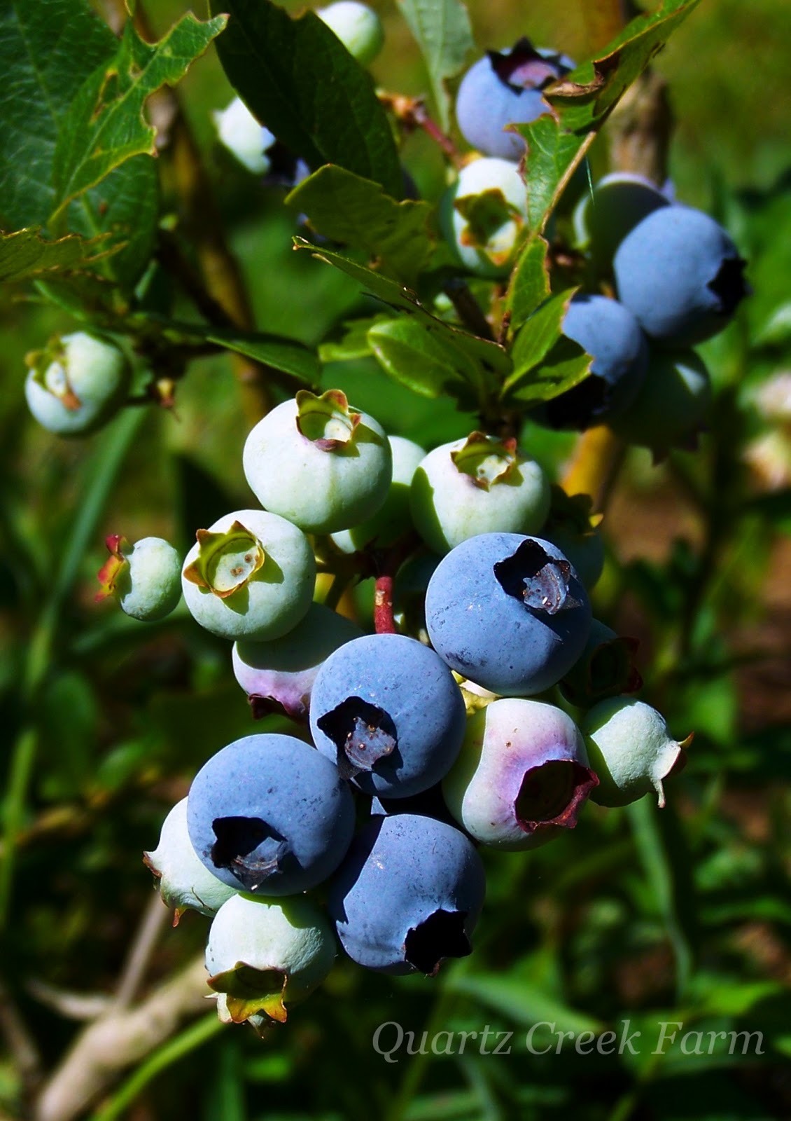 LIFE WITH YAKS: Blueberry Time