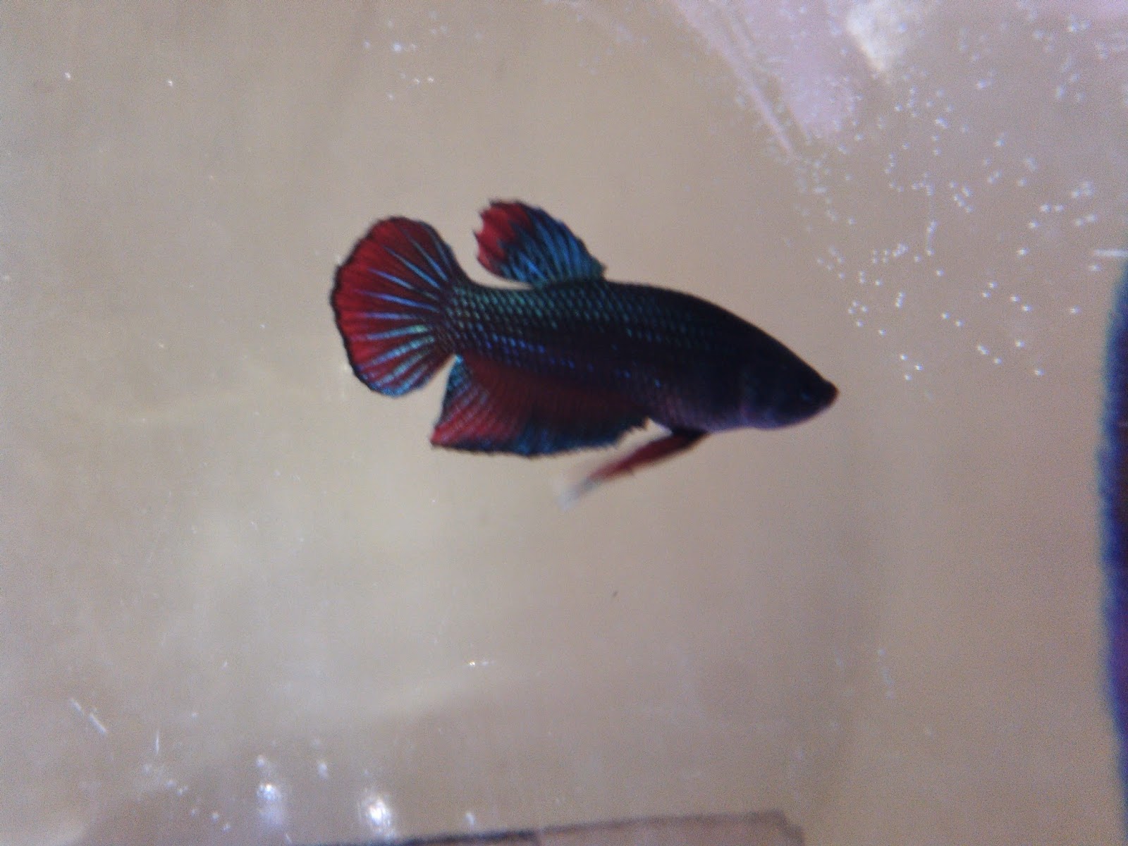 tips merawat ikan cupang / betta splendens / cupang siamese / siam ...