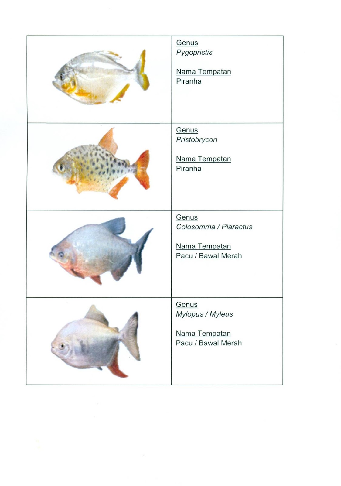 Senarai Ikan-Ikan Larangan Jabatan Perikanan Malaysia Untuk Dilepaskan ...