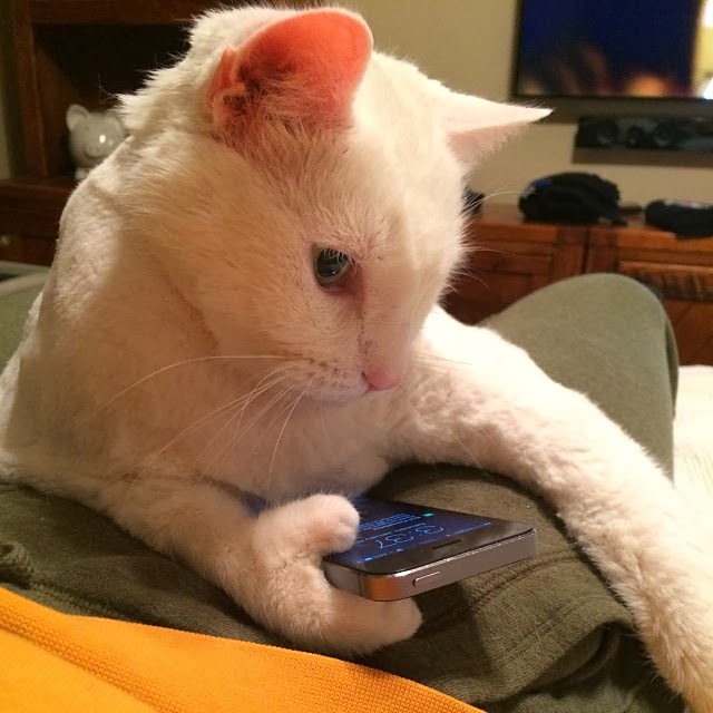 Tretente.com: Gato usando un iPhone