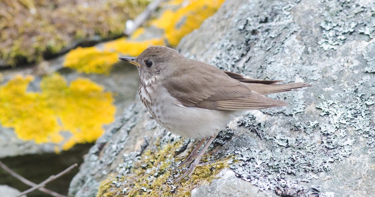 Alix Arthur d'Entremont: Identification of a Gray-cheeked Thrush