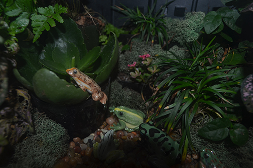 The Fern and Mossery: Miniature Frog Figurines for Terrariums