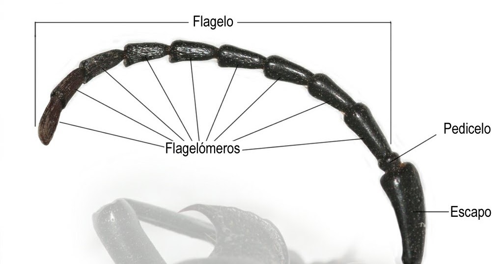 ¿TODOS LOS INSECTOS SON IGUALES?: APÉNDICES Y ALGO MÁS