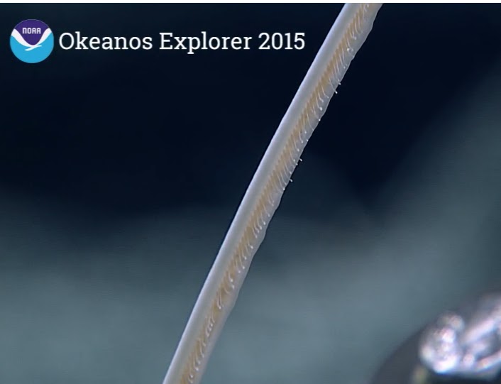 The Echinoblog: Deep-Sea Glass Sponges of the Hawaiian Islands! Okeanos ...