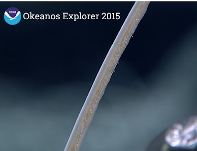 The Echinoblog: Deep-Sea Glass Sponges of the Hawaiian Islands! Okeanos ...