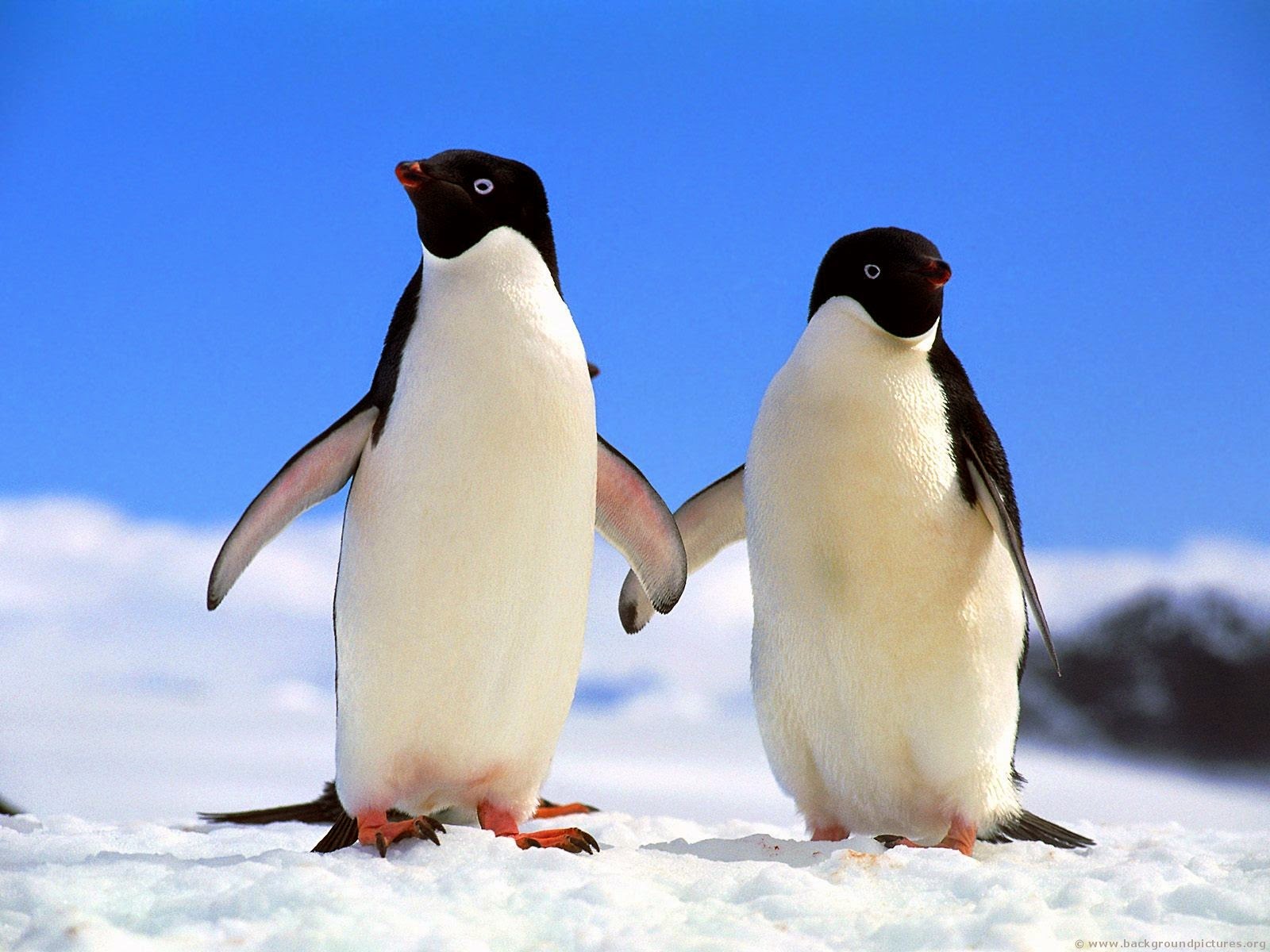 Insomni-Mommy: Nature: Penguins