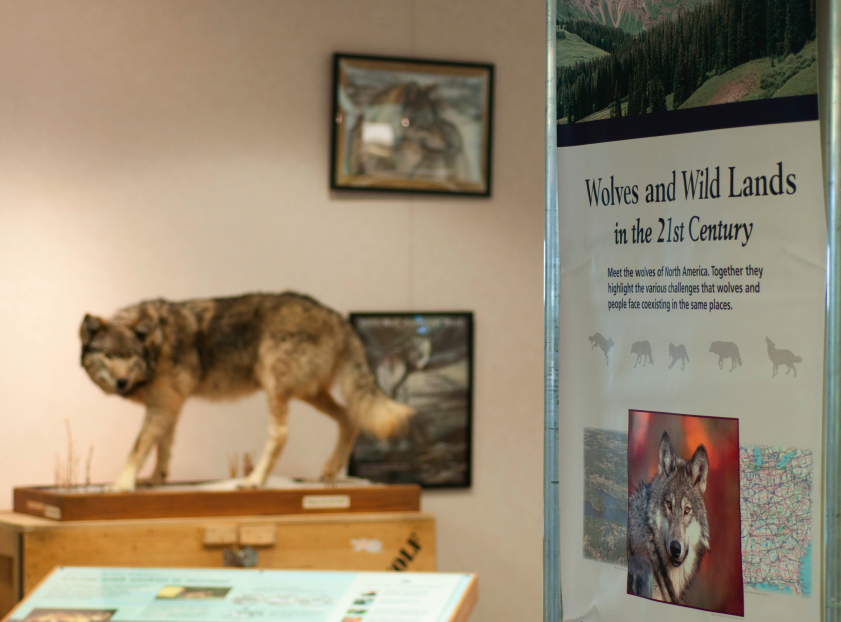 The Useless Creatures: Wolves in the Library