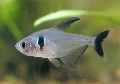 ANGELFISH aquascape: IKAN HIAS