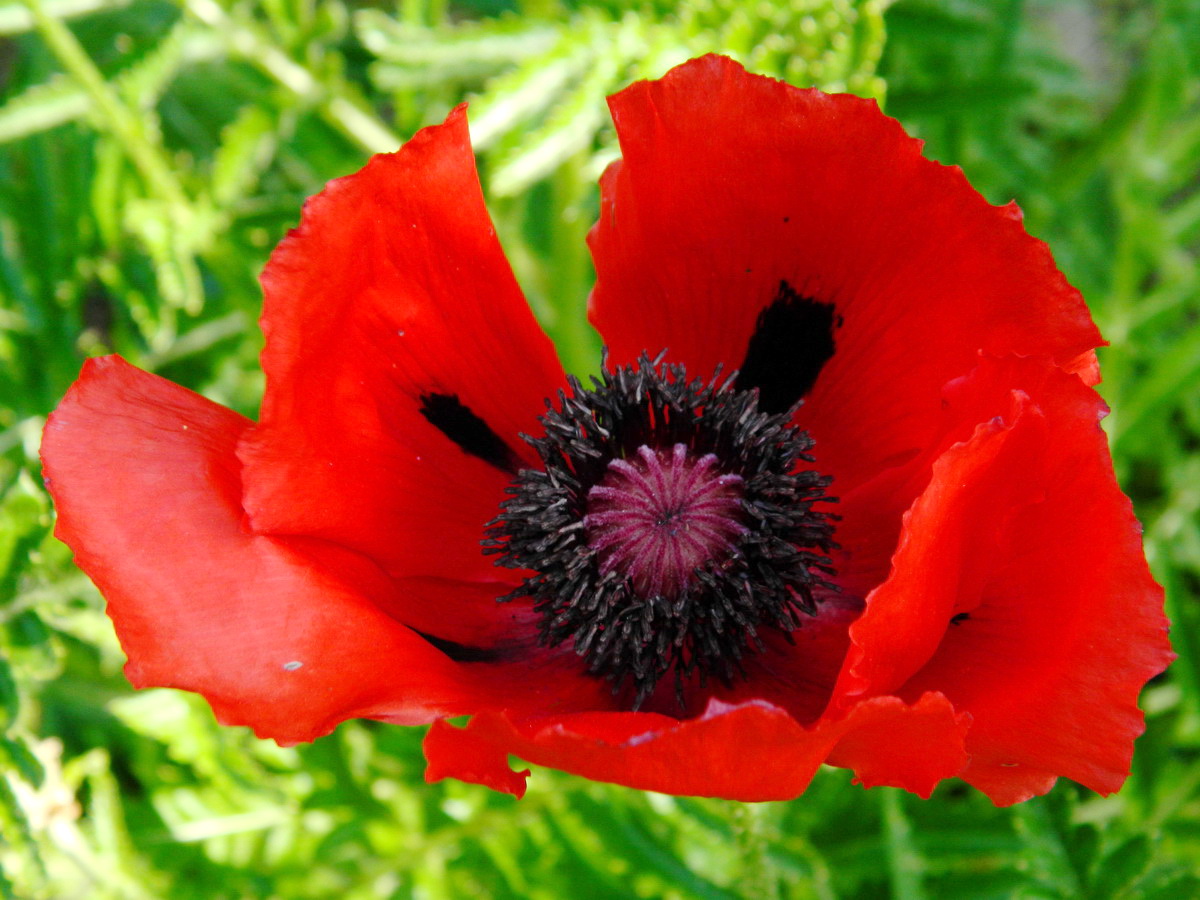 LA MULTI ANI, ROMANIA!: Maci rosii