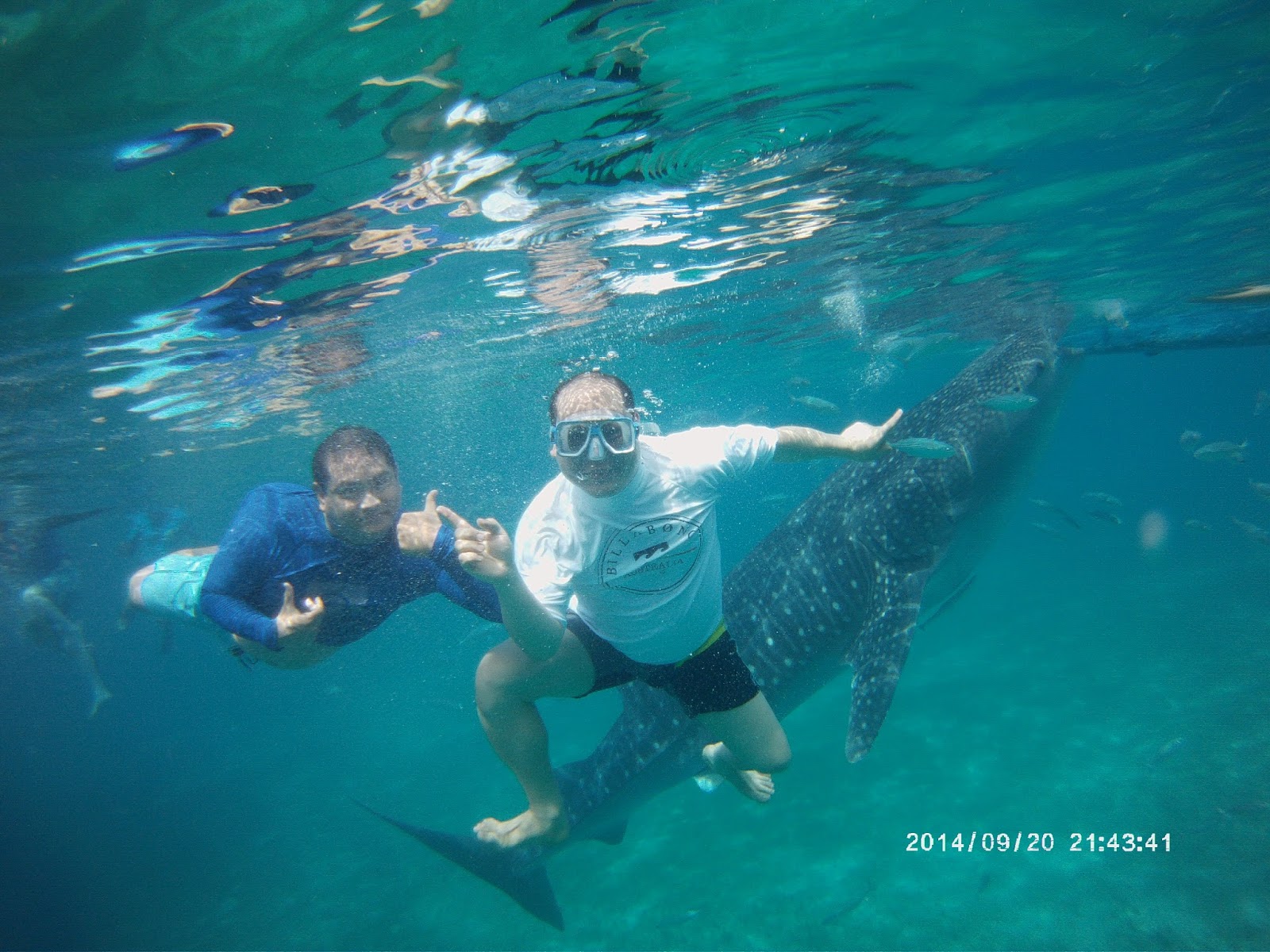 Carlo Andrew's Photos: Swimming with the Butanding in Oslob