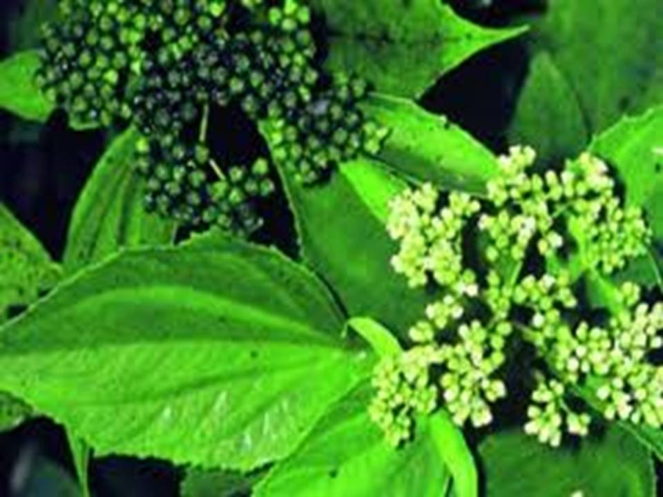 ASOCIACIÓN DE TOXICOLOGÍA DEL CARIBE - ASOTOXCAR: Barbasco señuelo para ... ASOCIACIÓN DE TOXICOLOGÍA DEL CARIBE - ASOTOXCAR: Barbasco señuelo para ...
