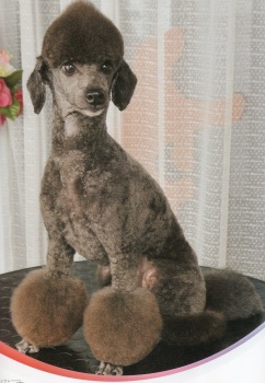 Huxtable The Poodle | Toy Poodle Blog | Parti Poodle: Japanese Style ...