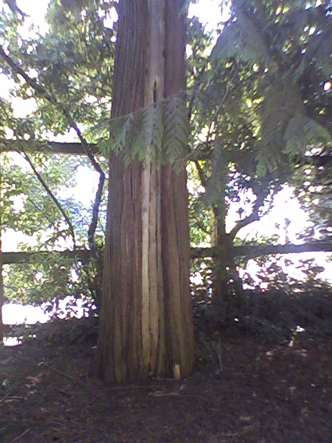 Giihlgiigaa - Haida Weaver: The Cedar Tree