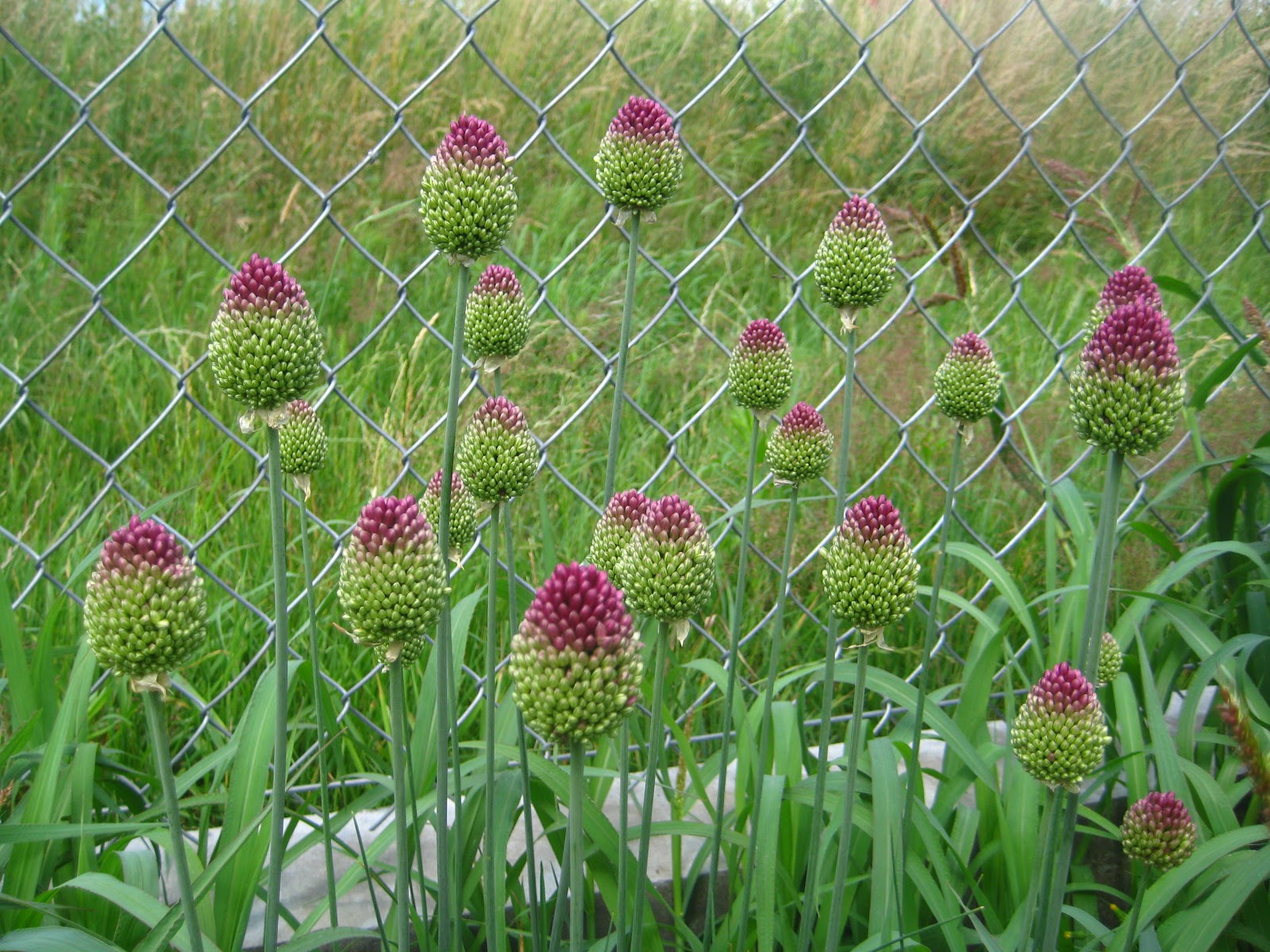 Biało-fiolet: Czosnki - początek mojej przygody