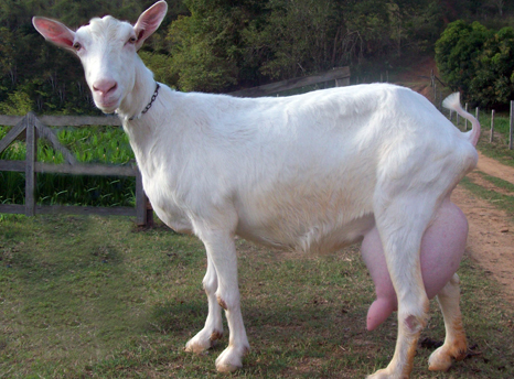 Criação de Animais