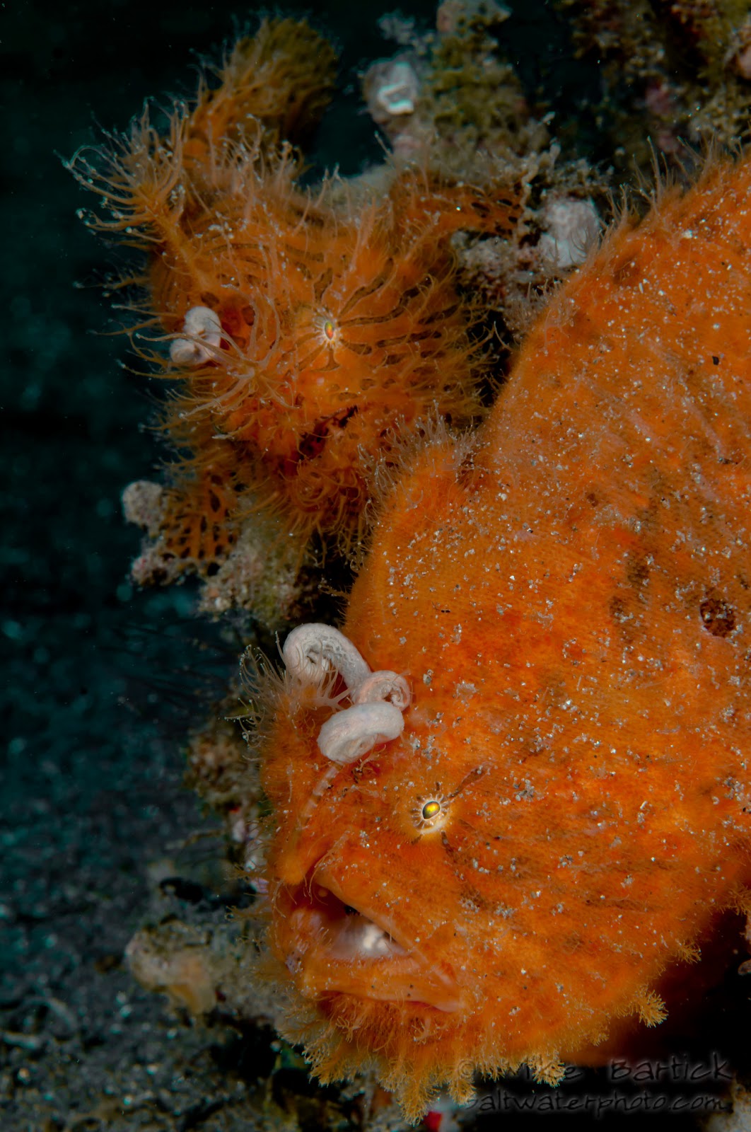 The Secret World of Frogfish | SaltwaterPhoto.com