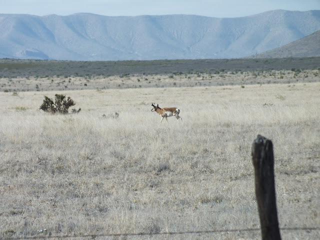 Big Bend - Texas Nature: Relocated Pronghorn Antelope