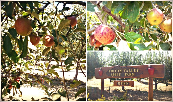 Field Trip Mom : Apple picking in San Diego County.