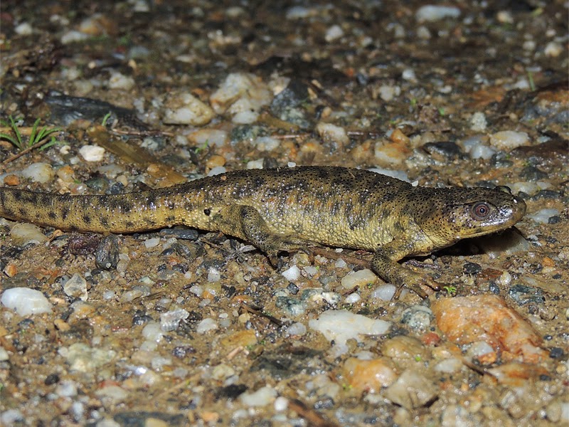 Iberian Nature - Servicio de guías de naturaleza. Birding in ...