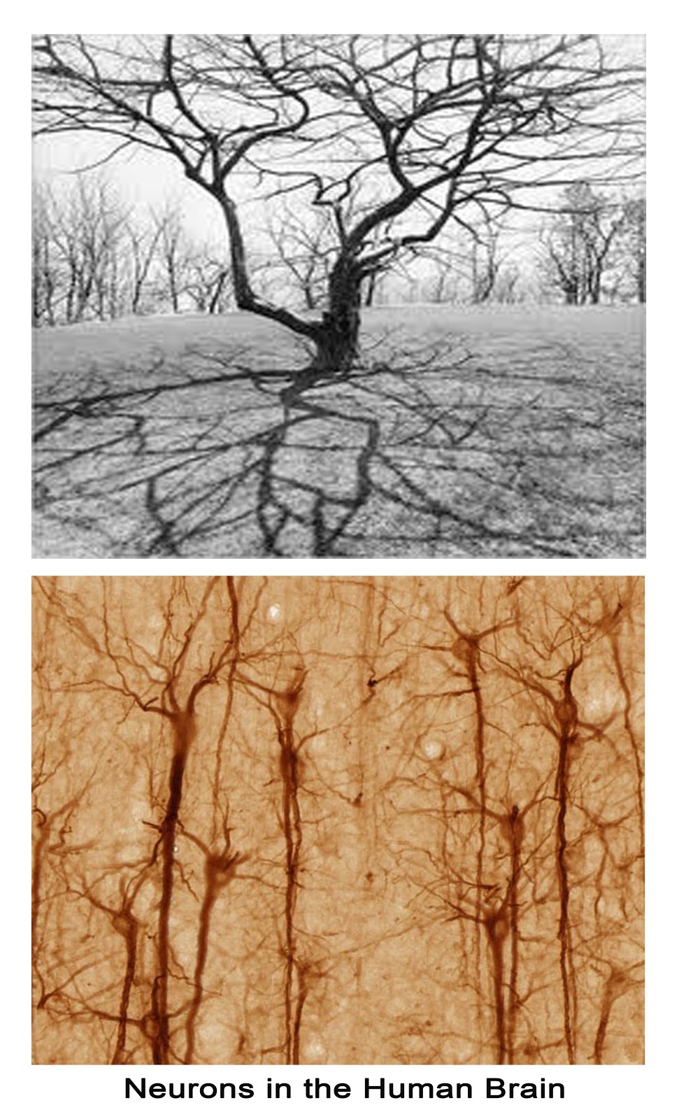 Sincerity: Trees in My Mind