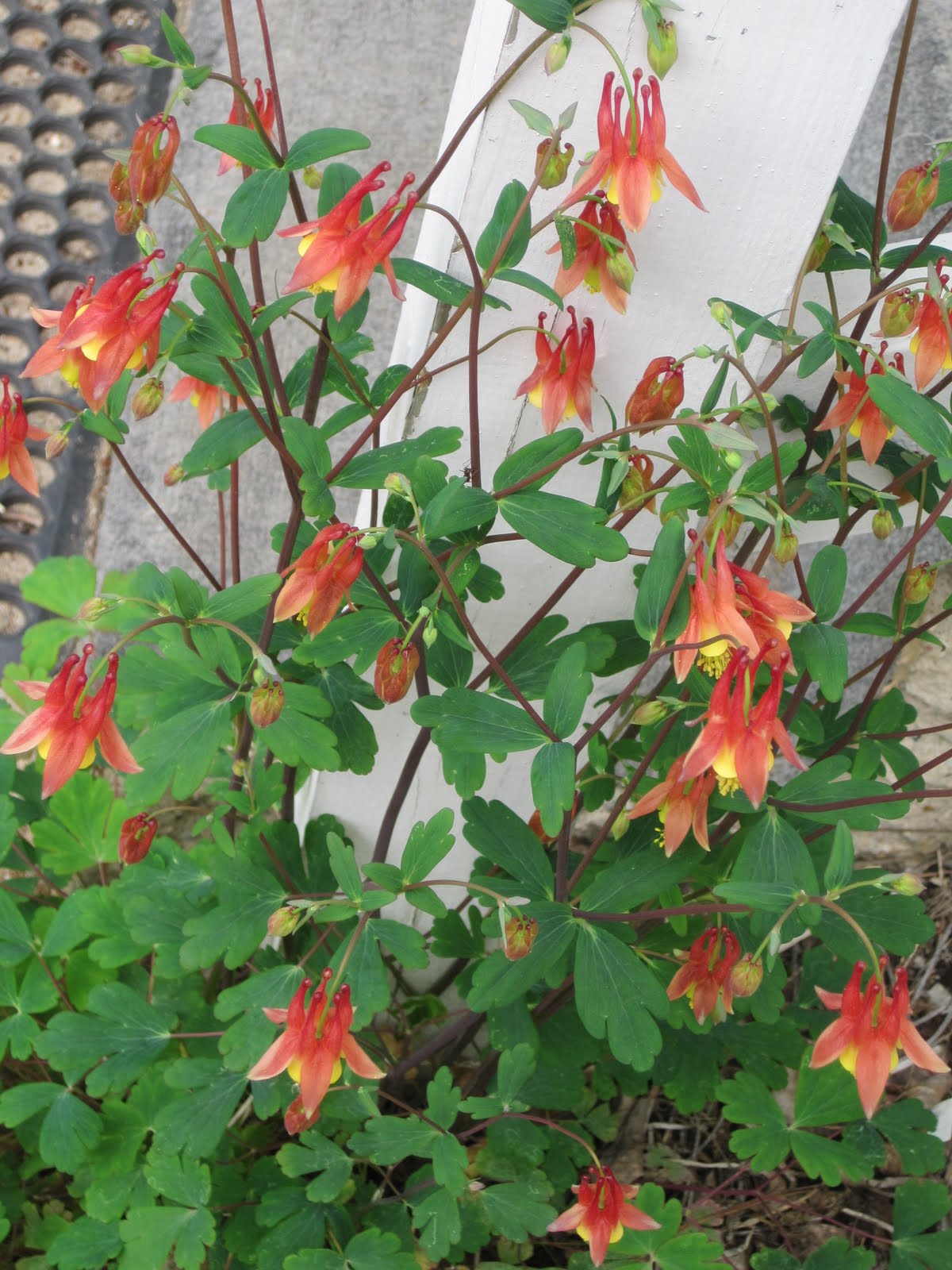 Mr. Micawber's Recipe for Happiness: A Cloud of Wild Columbines