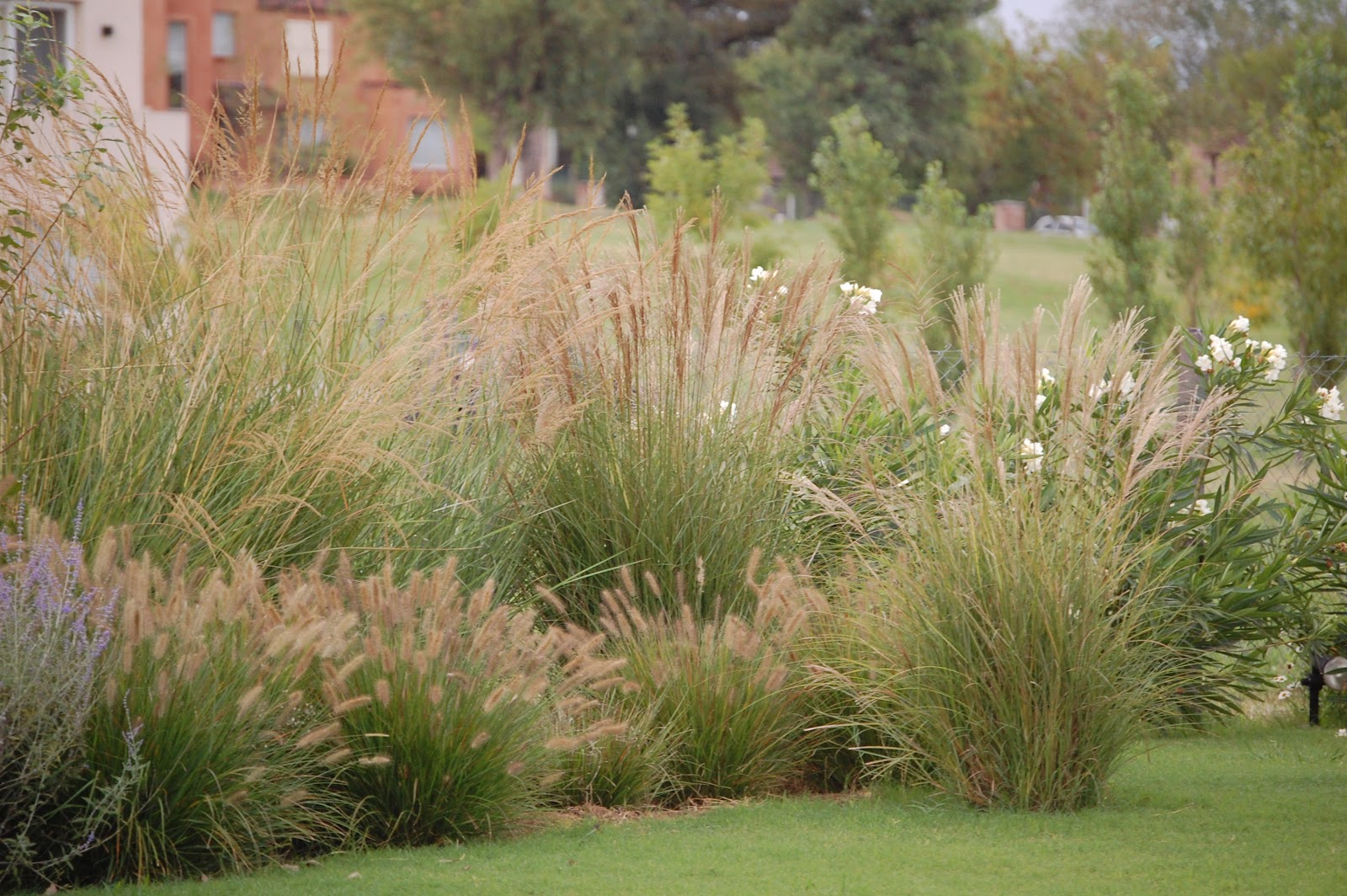 mi jardín: En otoño, las gramineas