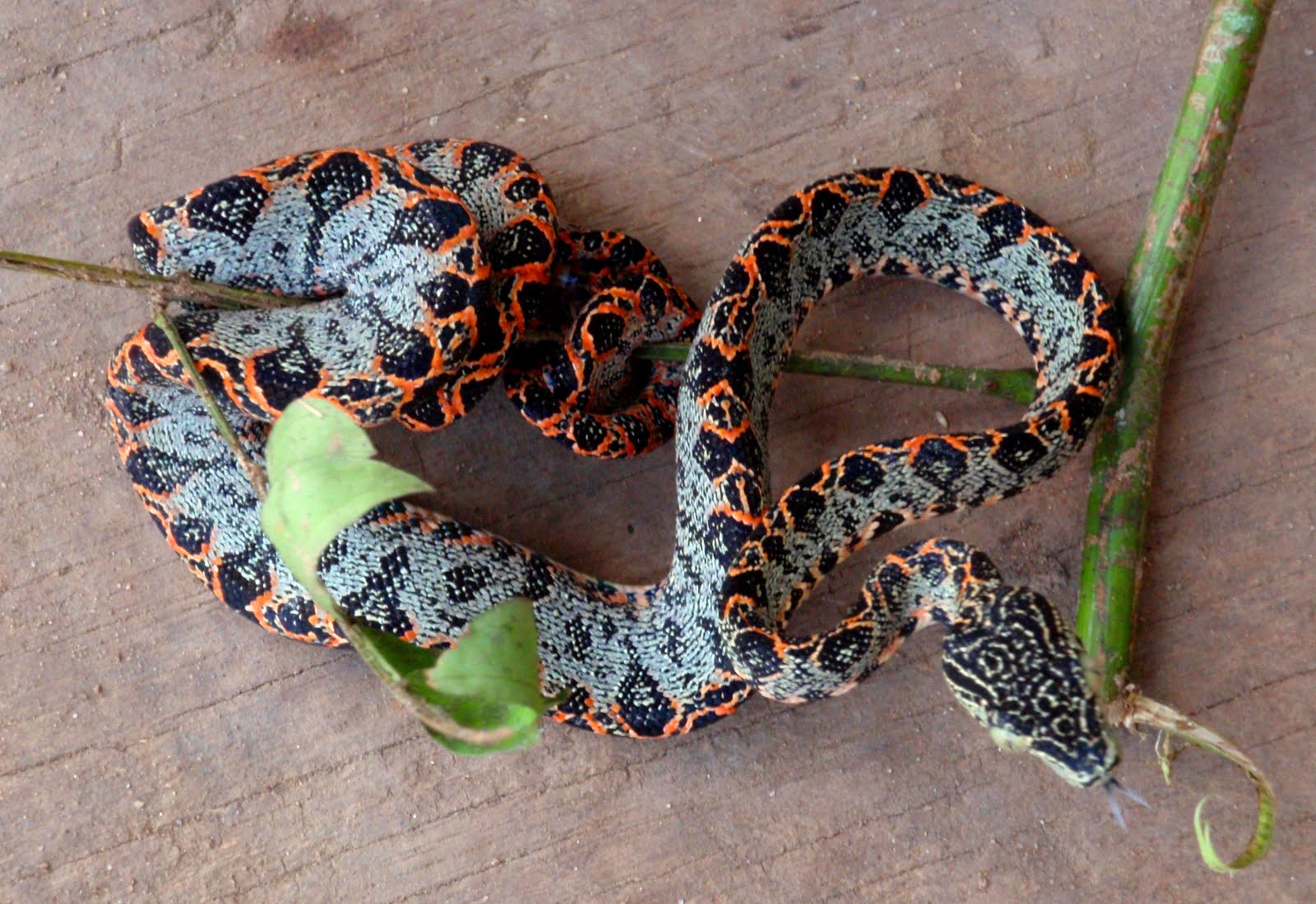 Environmental Education Project: What You Run Into With The Huao ...