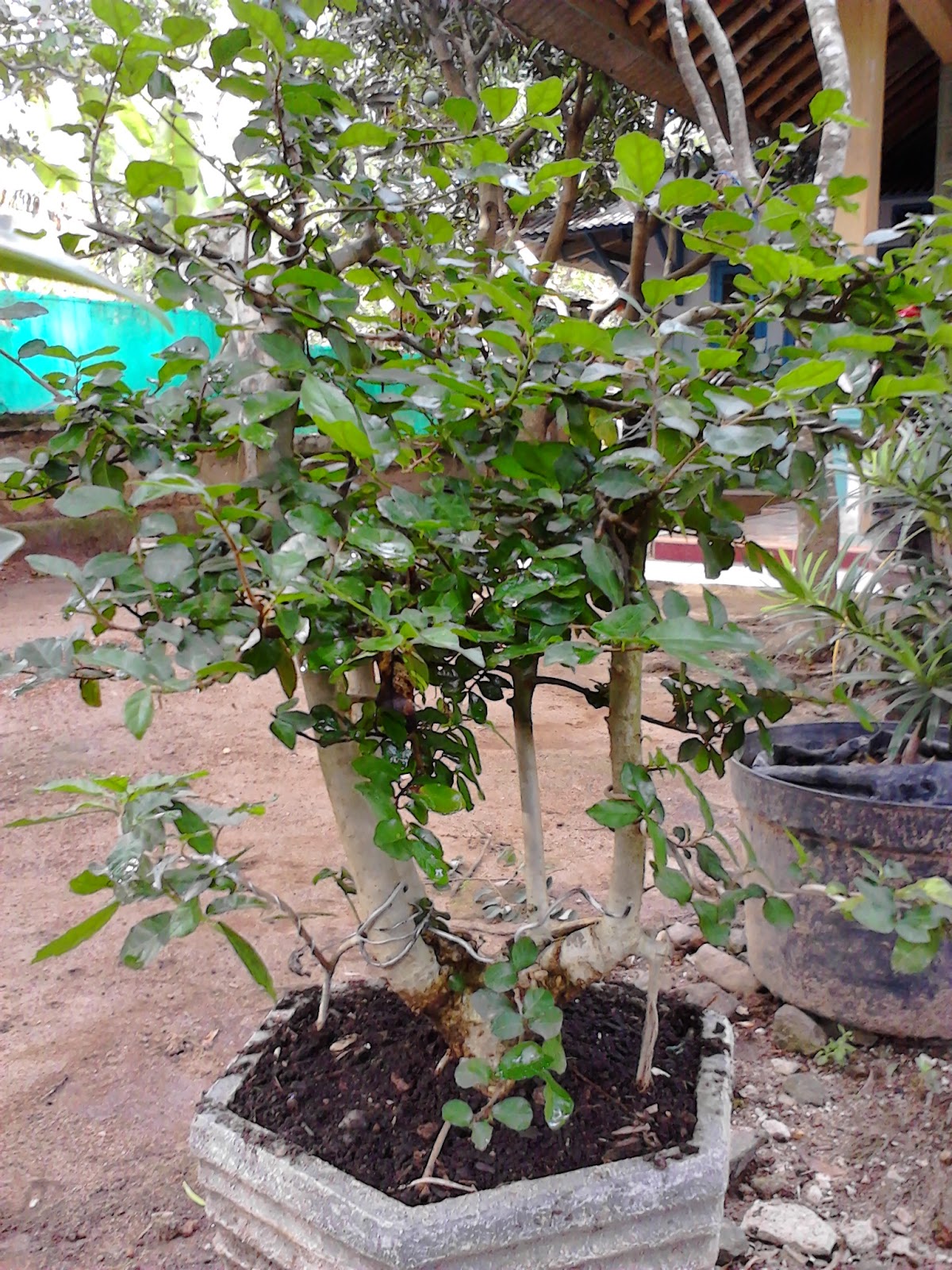 Bonsai Progression: CARA MENANAM SERUT