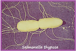 What Is Typhoid Fever | Symptoms Of Dengue Fever