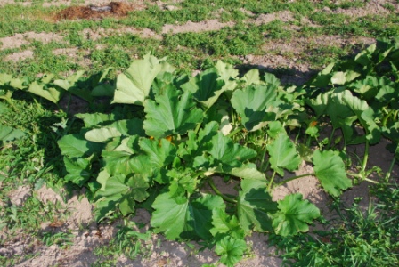 Terra e Sementes: Abóboras