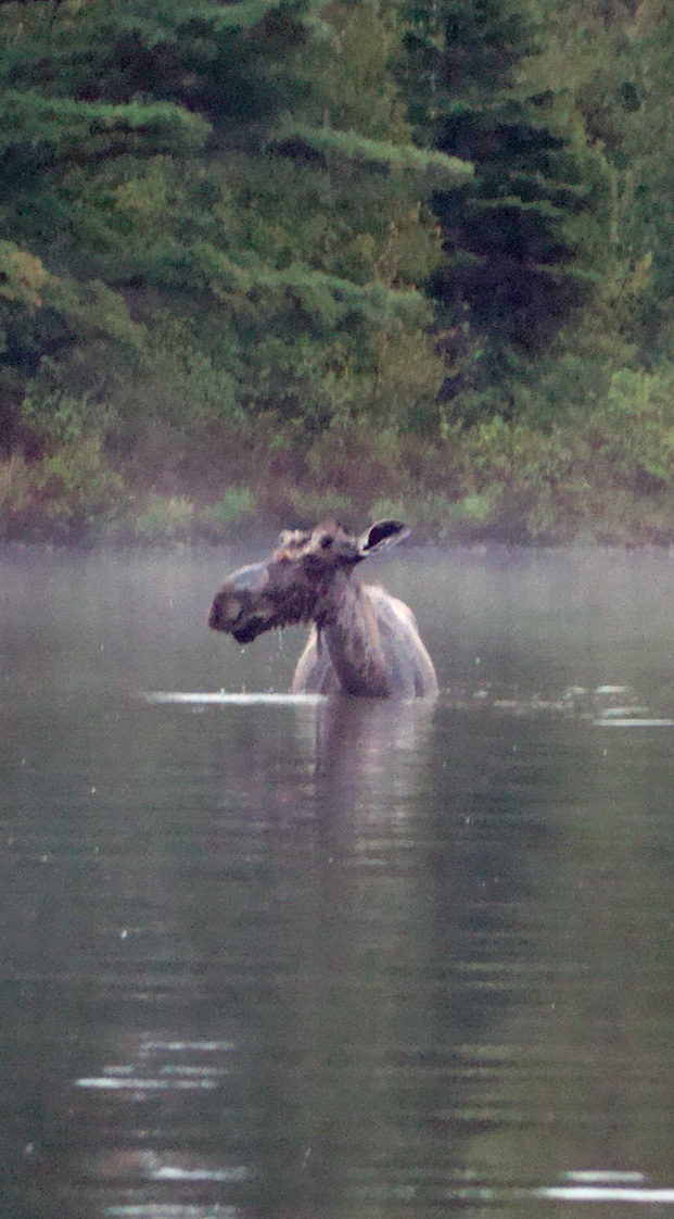 A long way from home