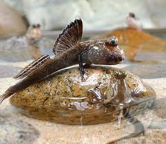 Zooblog: Fura állatok II. - Halak