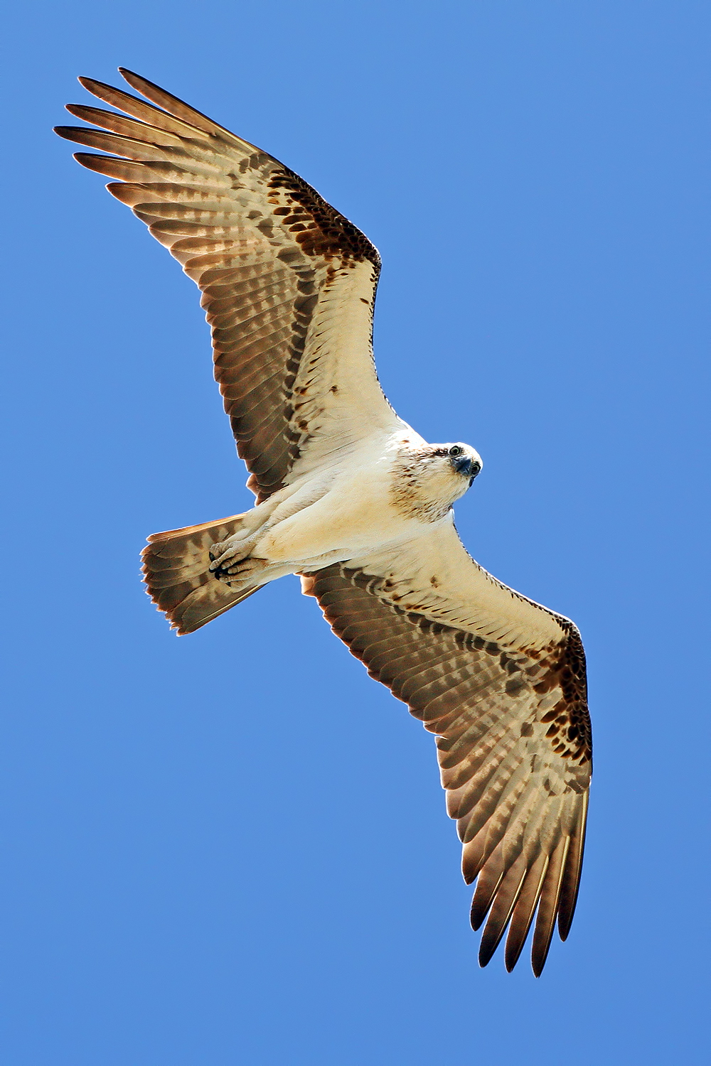 Top Flight Nature Photography: Kangaroo Island through the lens
