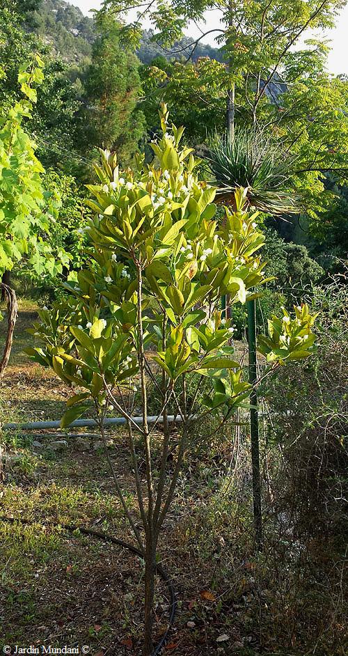 Sangrando en verde: Eugenia brasiliensis: Grumichama del Brasil