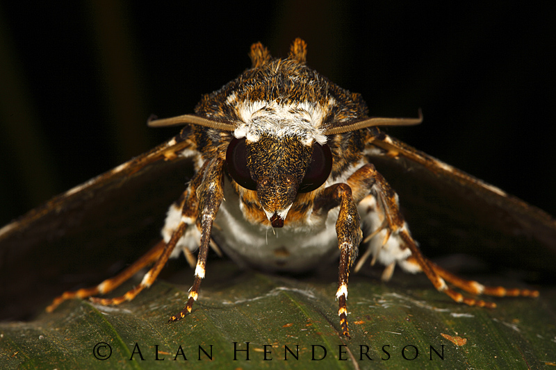 Minibeast Wildlife - Rainforest Encounters: Faces of Costa Rica