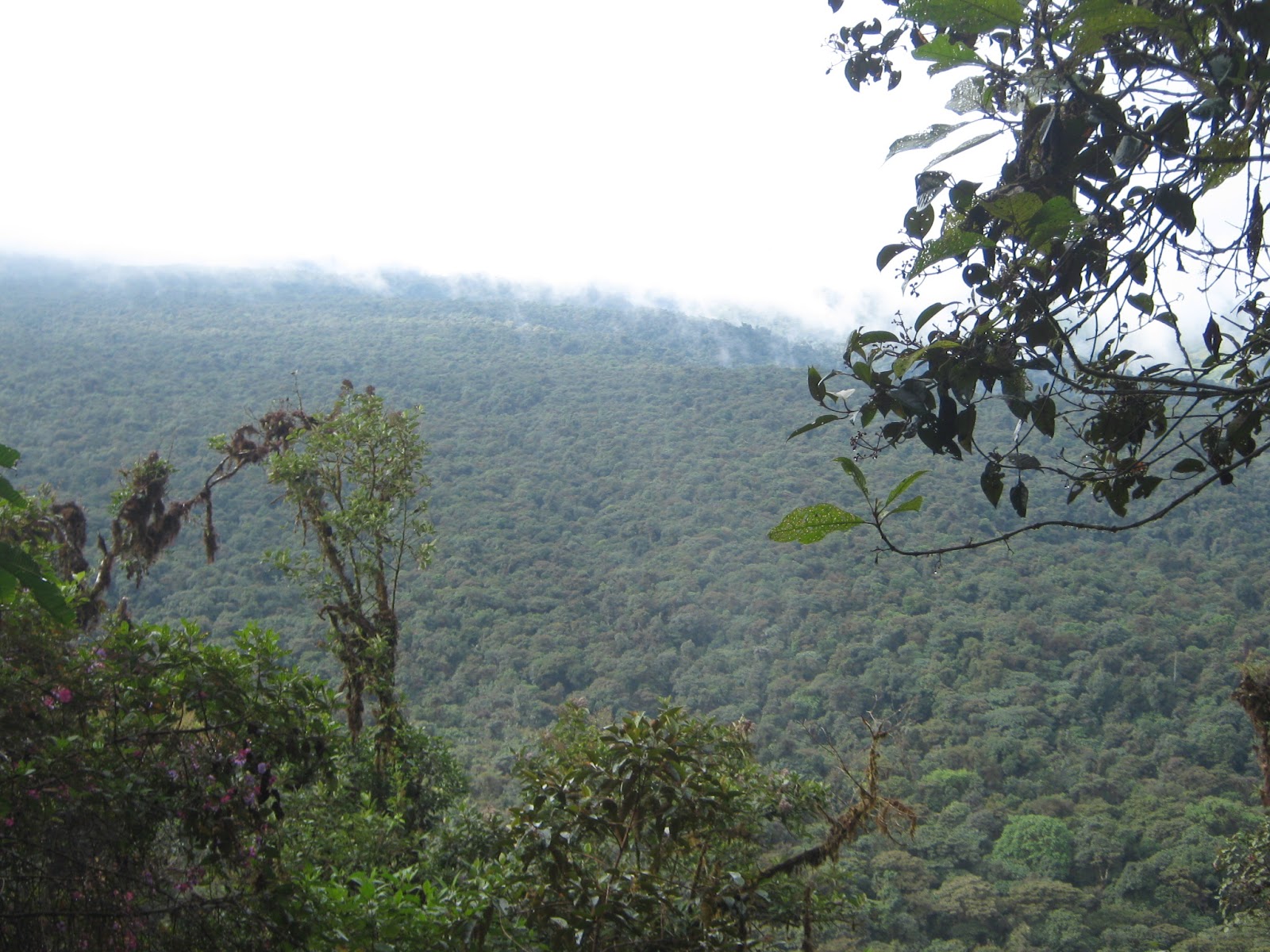 RESERVA NATURAL LA PLANADA