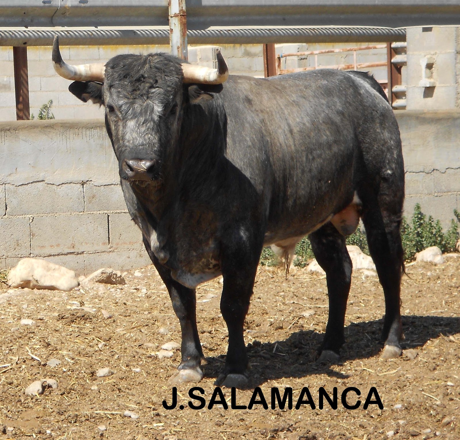 El Toro de Cenicientos: TRES HERMOSOS TOROS DE DON JOAQUÍN BUENDÍA PEÑA
