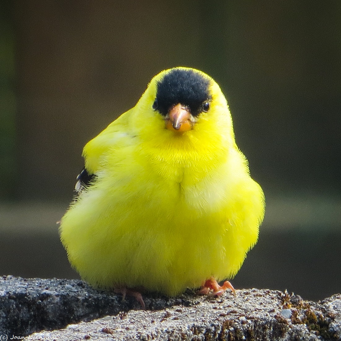 Pacific Northwest Photography: Goldfinch