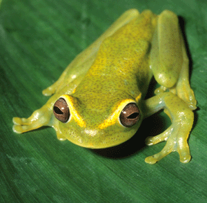IMÁGENES Y FOTOS DE ANIMALES: Ranas