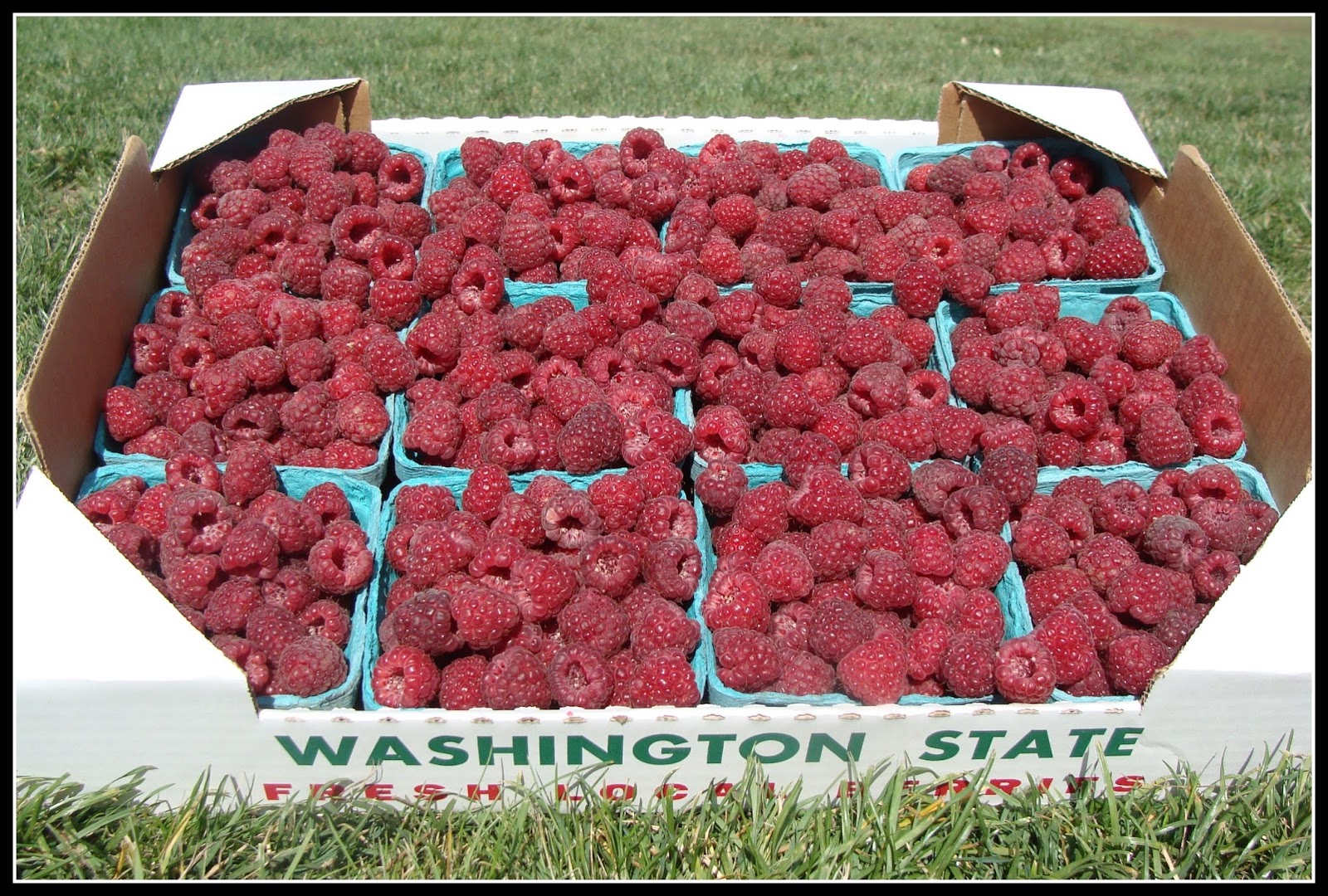 Haugen's Raspberry Farm