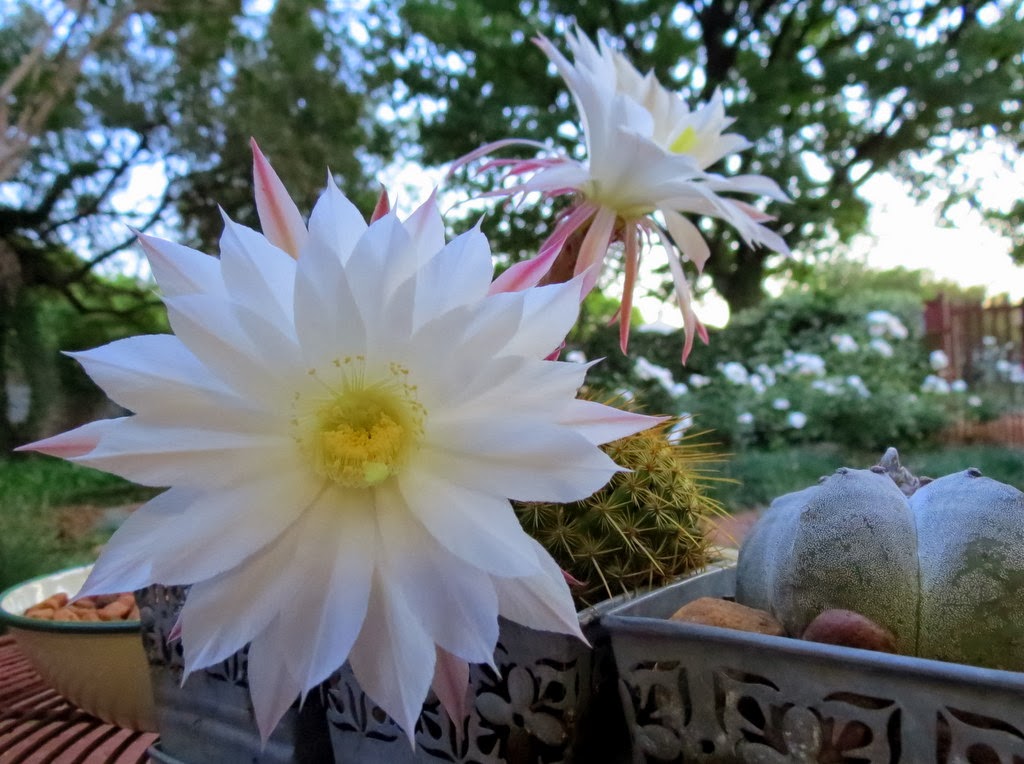 Kreatiewe Joernaal: In die somer