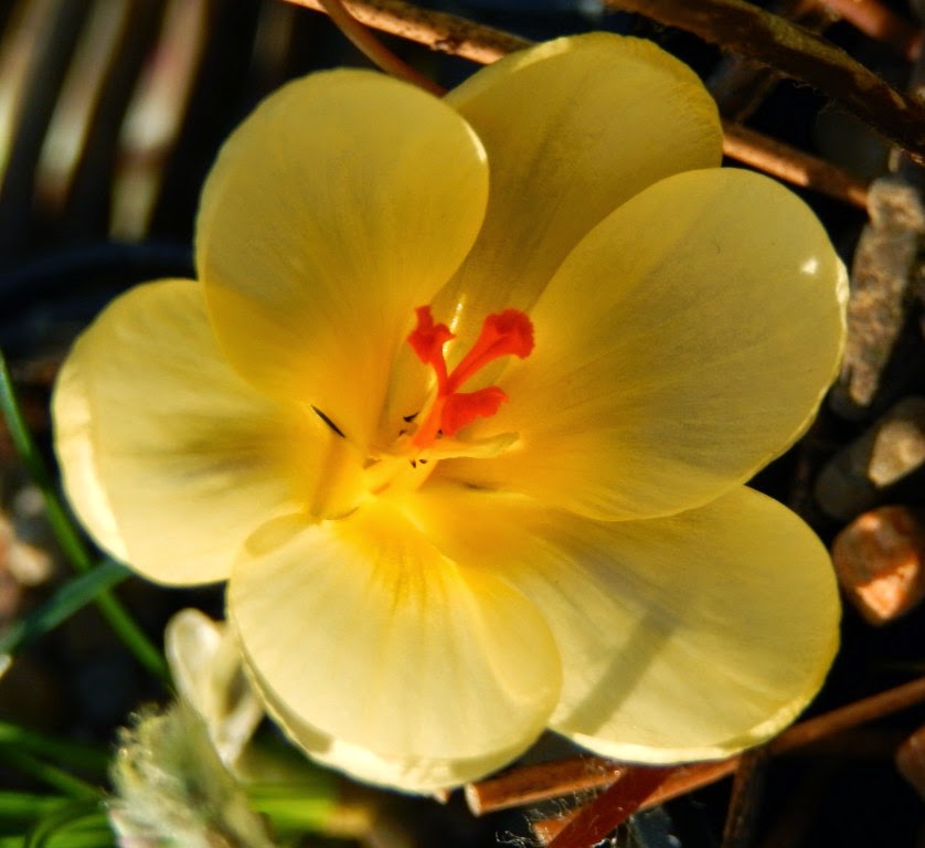 The Garden at Possum Creek: August 2014