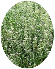 Jammu and Kashmir Medicinal Plants Introduction Centre: Capsella bursa ...