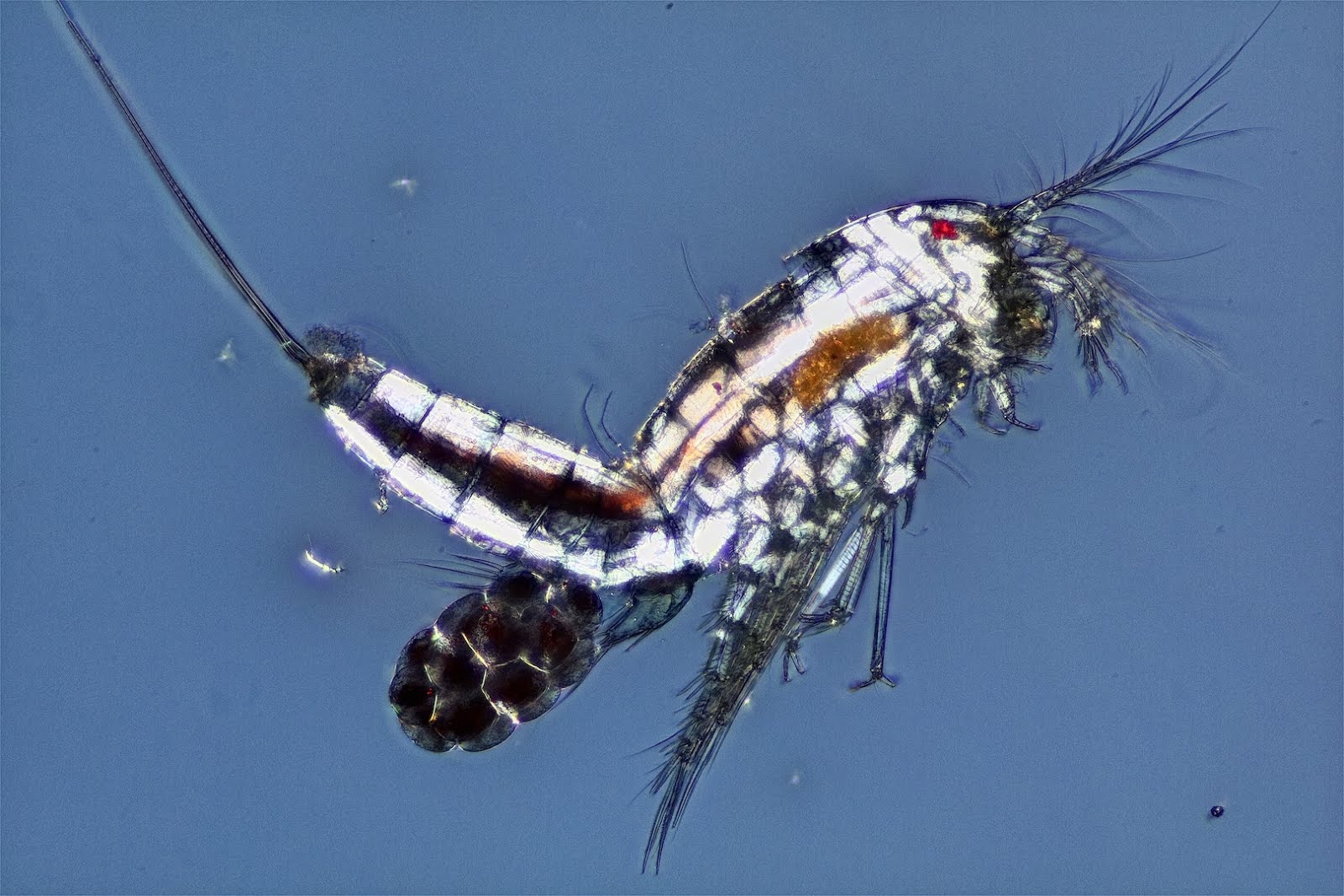 Rafael Microfauna Marina: Benthic Copepod (Harpacticoida)