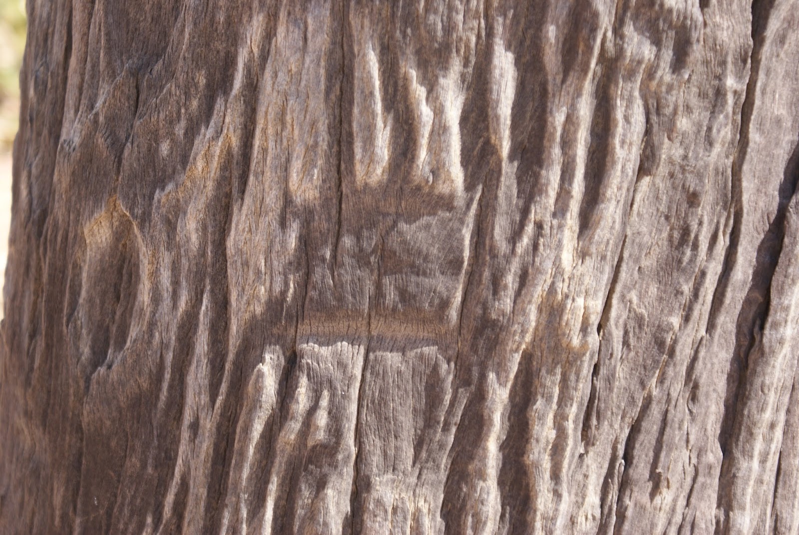 Amelia the explorer: Stuart Tree, near Daly Waters, NT