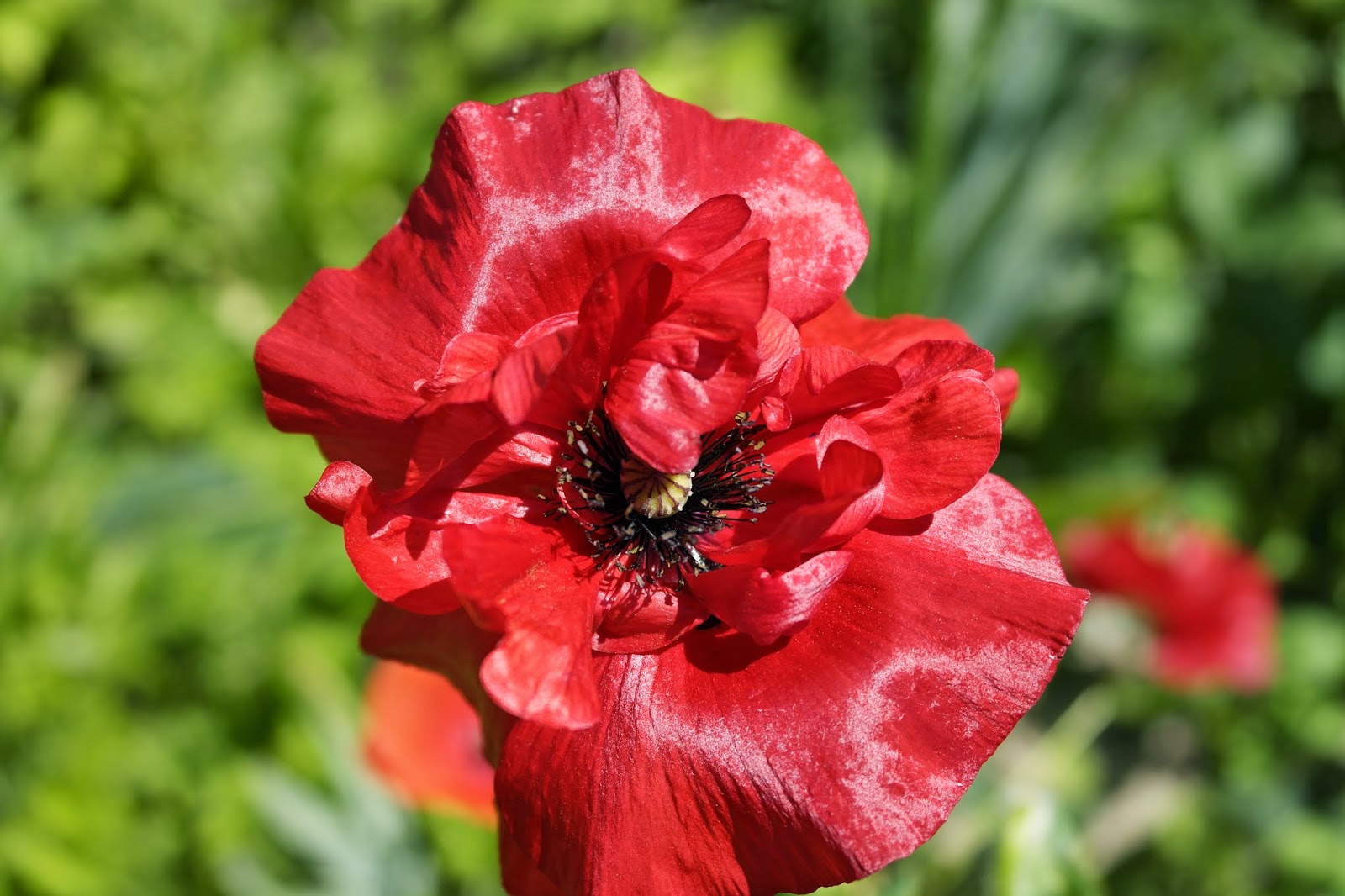 Jonbels Garden: En outstanding vallmo - X-factor röd och orange