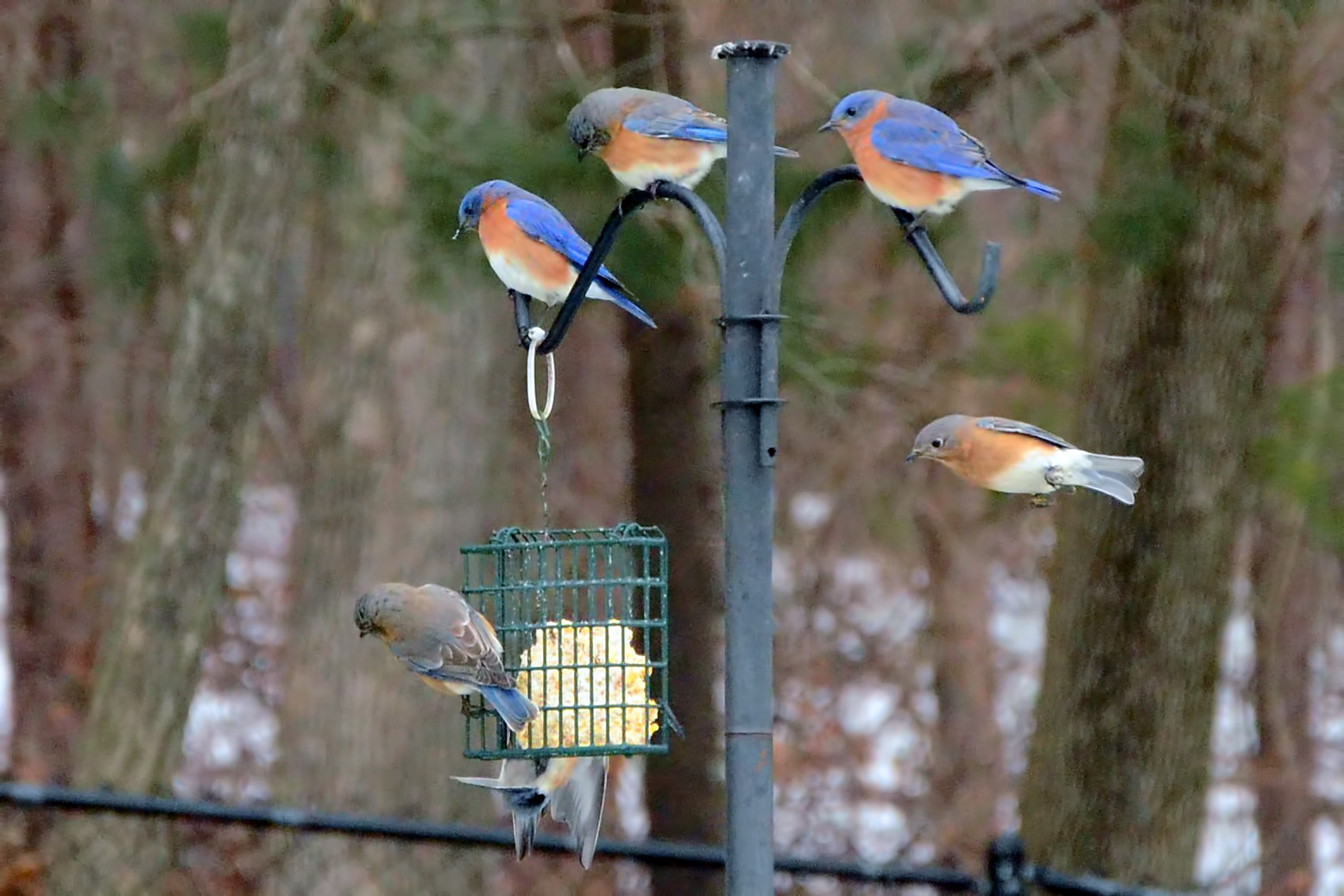 The Nature of Framingham: A Bevy of Bluebirds!