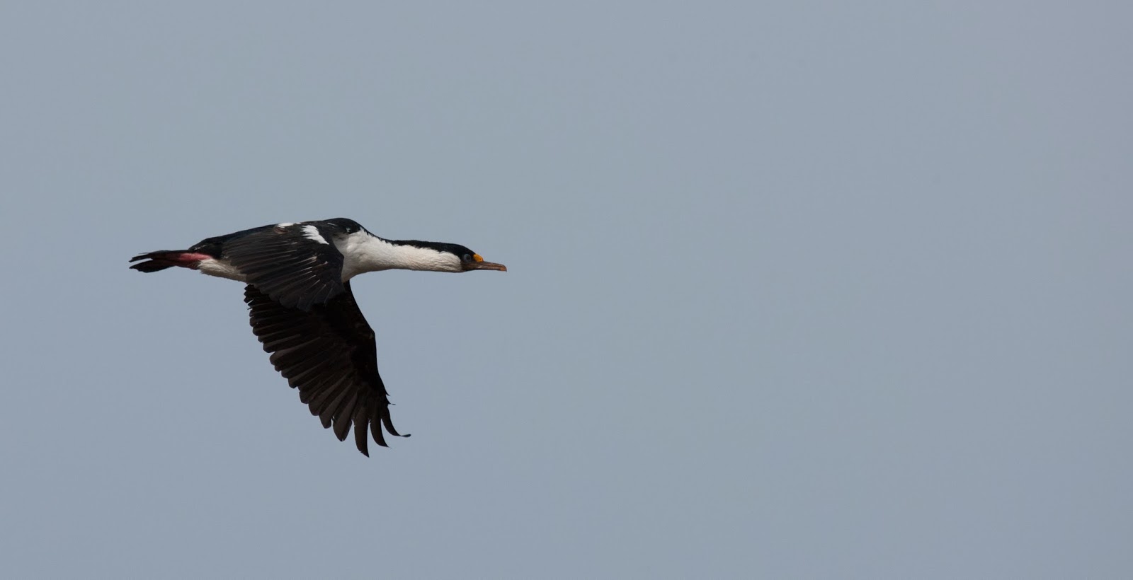 Garden Birds and other sightings...: Antarctica - Turret Point
