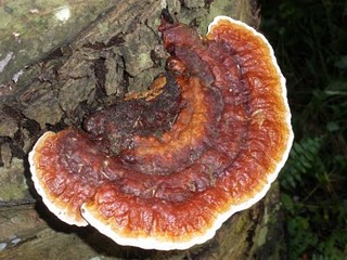 Mengenal Ganoderma sp. | Balconystair