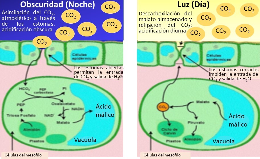Francisco Chablé Moreno IT Roque: Clasificación de las plantas por su ...